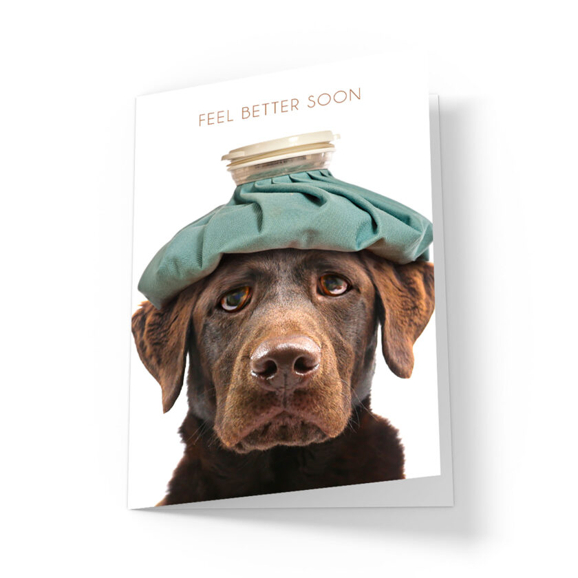 Get Well Dog - Koala Cards